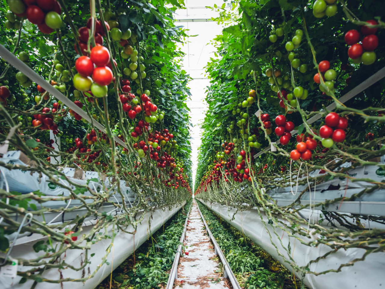 Cold rooms for vertical farming | isomasters